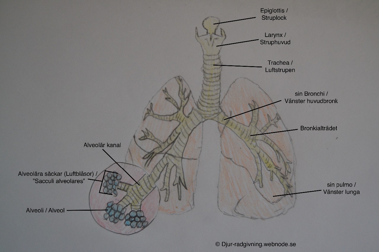 Respirationssystemet :: Djur-rådgivning